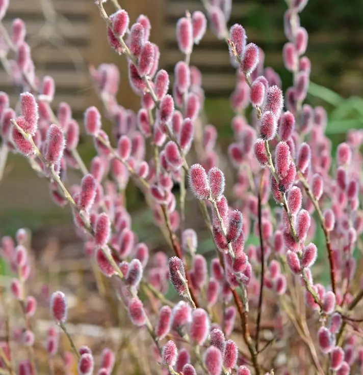 Salix gracilis Mount Aso Tige 80 cm | Central Jardin